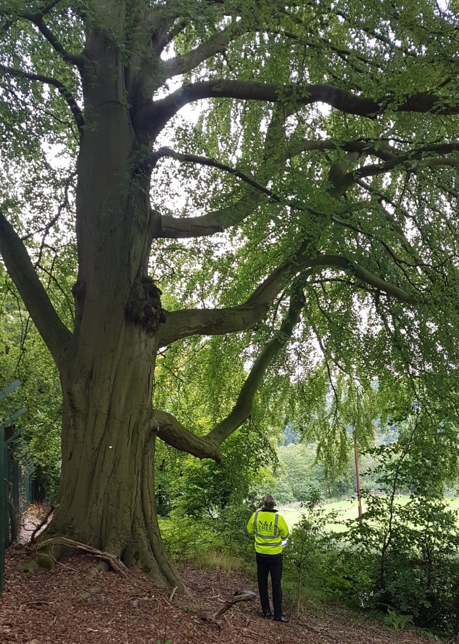 Tree surveys & reports, hazard risk assessment - N&J Tree Services Ltd